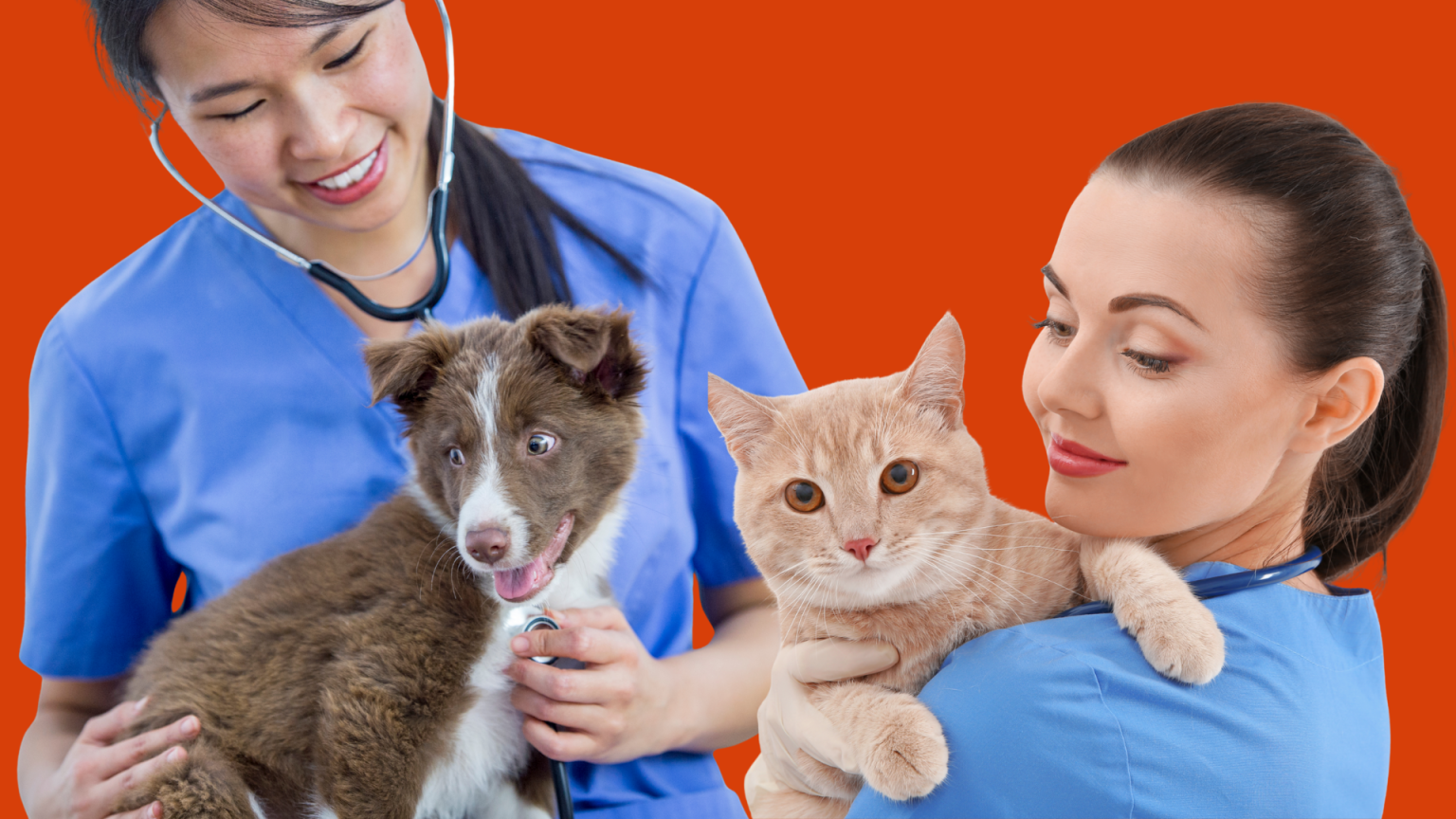 It's a Big Fluffy Furry Win, Corvallis Gets a New 24-Hour Veterinary ...